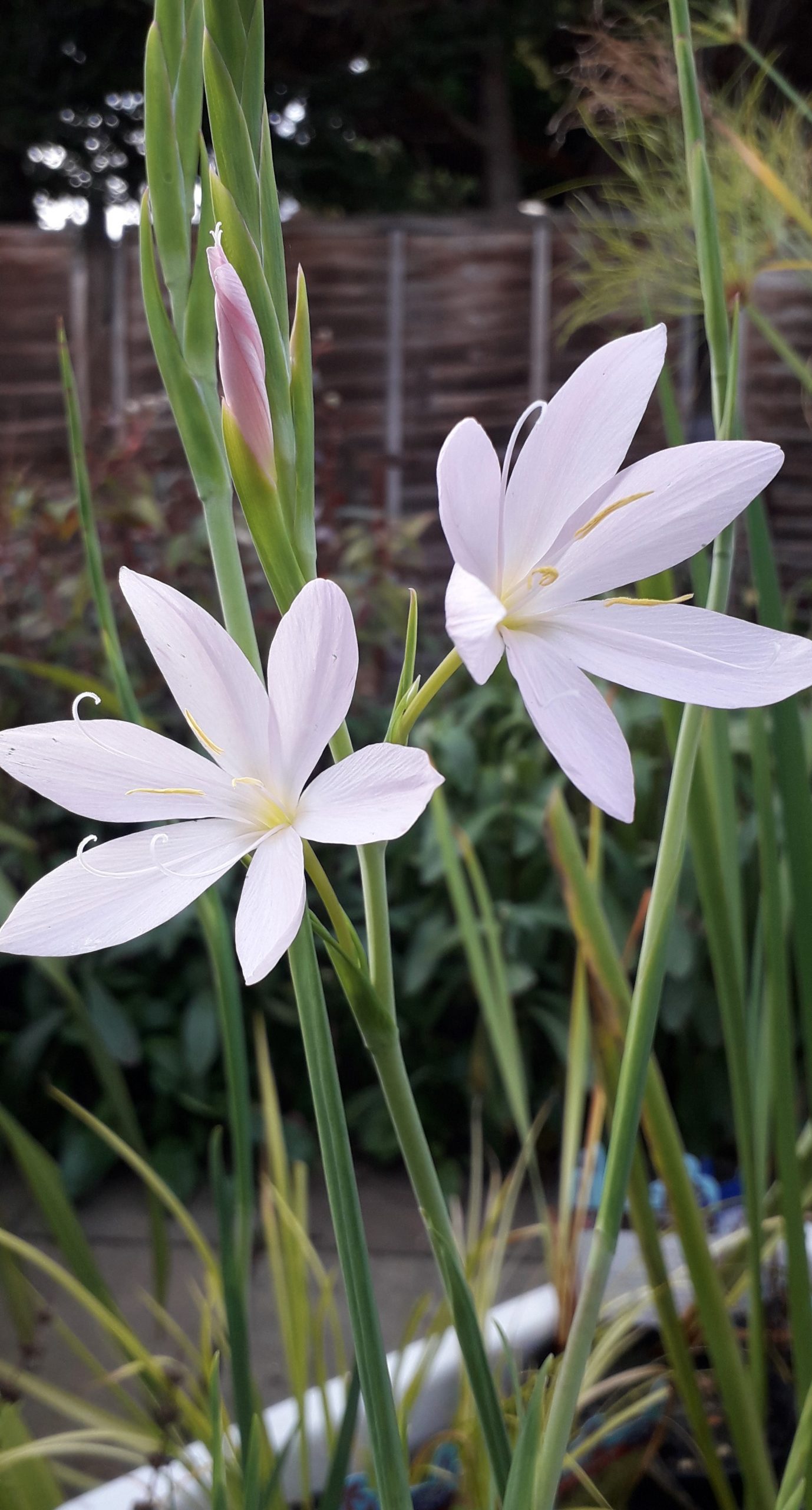 Hesperantha coccinea f. ‘Alba’